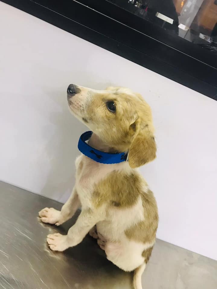 Animal Care - Charity For Life